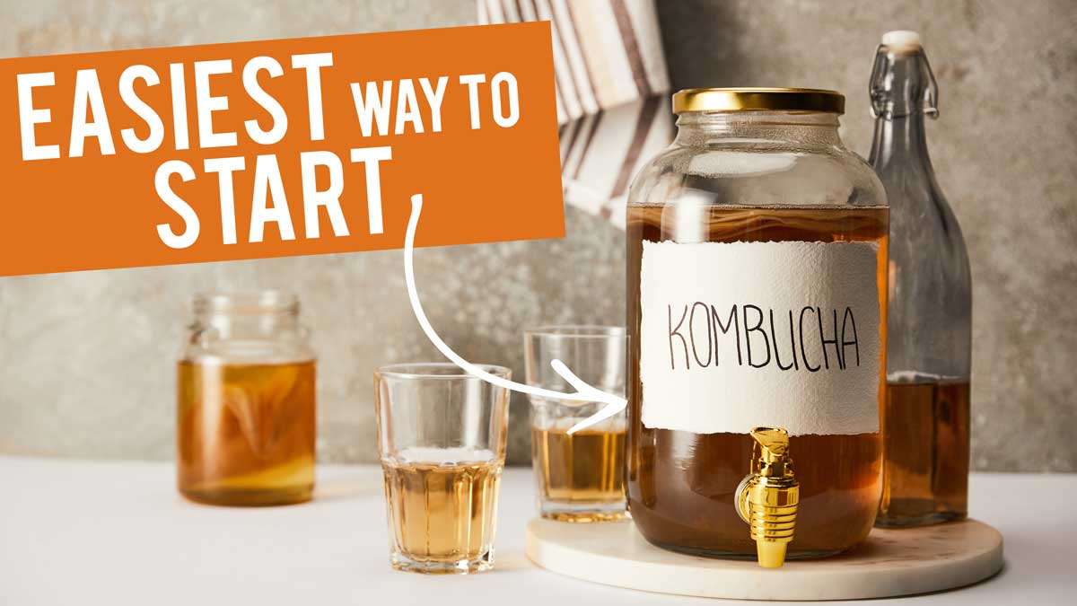 Easy at home kombucha starter kit | Jenolistic